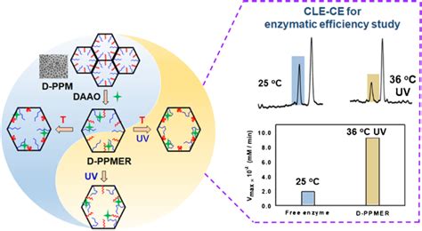 Dual Stimuli Responsive Porous Polymer Enzyme Reactor For Tuning Enzymolysis Efficiency
