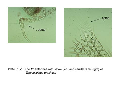 Ppt Class Crustacea Subclass Copepoda Powerpoint Presentation Free