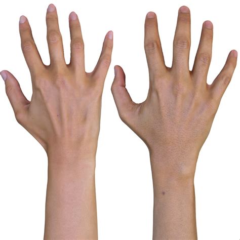 2 X Male And Female 3d Hand Models Asian 20 Years Old
