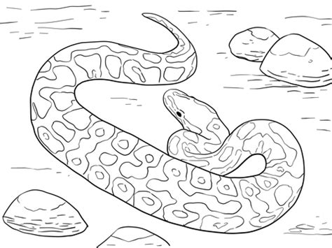 Ball Python Coloring Page Free Printable Coloring Pages