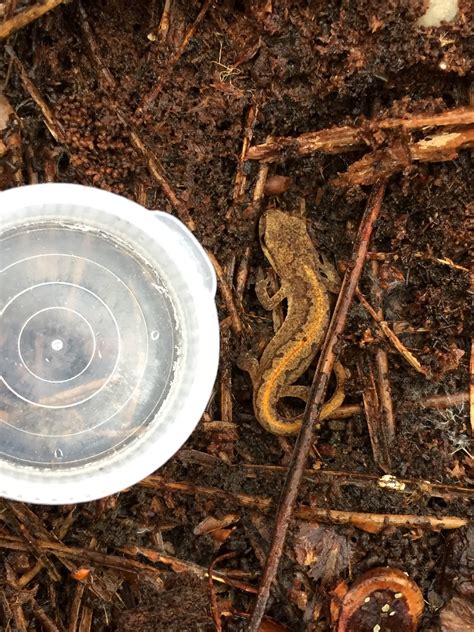 Blog Josie Hewitt Photography Smooth Newt