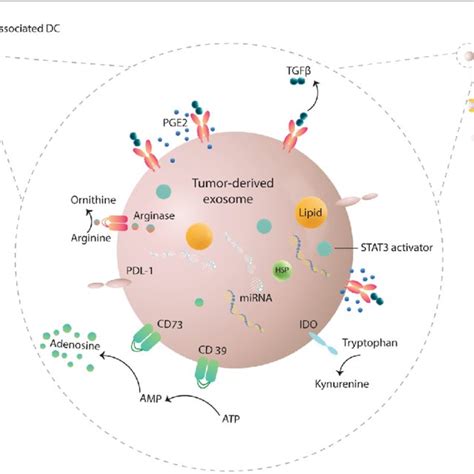 Tumor Derived Exosomes Inhibit Differentiation Of Dendritic Cells