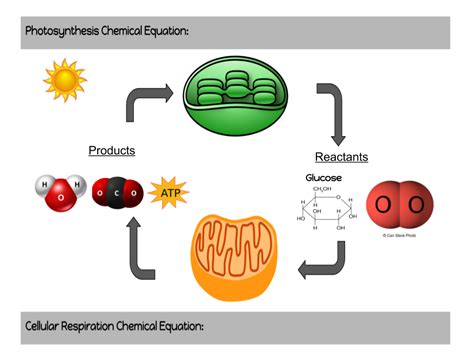 Photosynthesis Diagram Quizlet