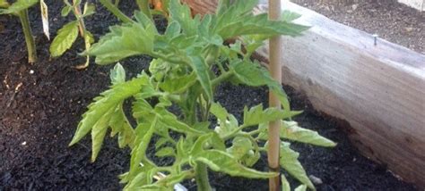 Allelopathy And Black Walnut Tree Archives Garden Answers