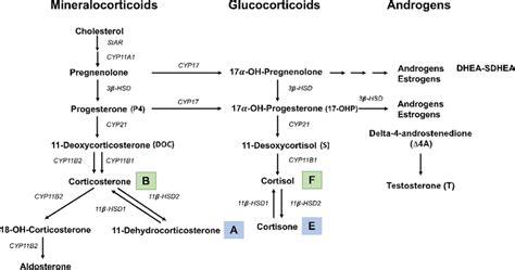Corticoid Metabolism Corticoid Metabolic Pathways In The Adrenal Gland Download Scientific