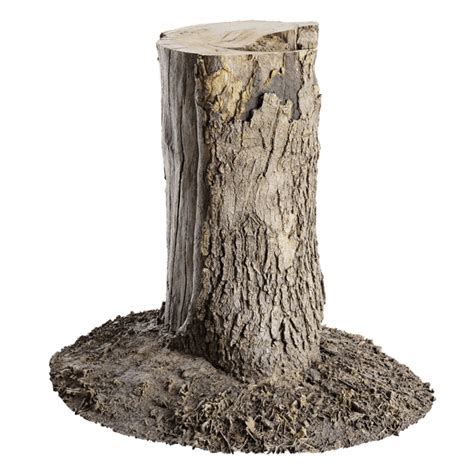Tree Stump Models Poliigon