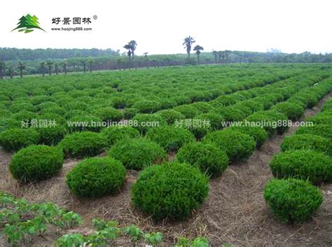 龙柏有什么园林用途 好景园林