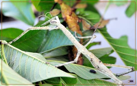 Do Stick Insects Bite Or Sting Insectic Do Stick Insects Bite Or Sting Insectic