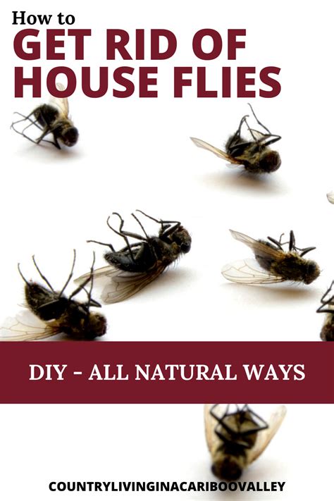 How To Get Rid Of Flies In The House Get Rid Of Flies Fly Repellant Diy Fly Repellant