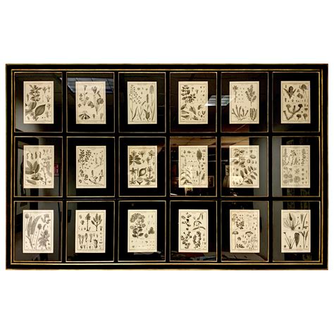 18th Century Framed Botanical Prints For Sale At 1stdibs Antique