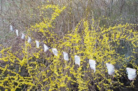 White Flag — Sarah Haskell