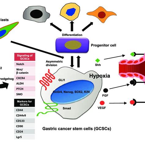 Hedgehog Signaling Pathway Inactivated Signaling Left Occurs In The