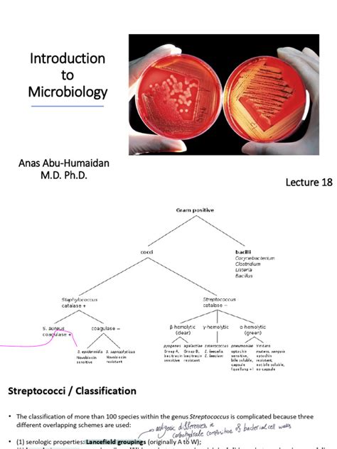 Streptococci And Enterococcus Pdf Streptococcus Diseases And Disorders