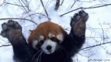 Red Panda Snow  Red Panda Snow Playful Discover And Share S