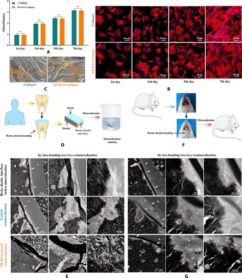 Cytocompatibility And Resin Dentin Interface Remineralization A The