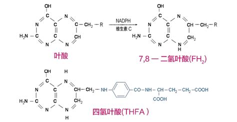 5 甲基四氢叶酸菠菜提取物营养胶囊