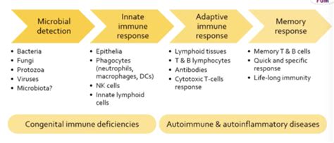Immunity To Infection Sequence And Timing Flashcards Quizlet