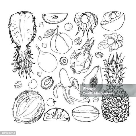 흰색 배경에 이국적인 과일을 비행 음식의 스케치 코코넛 피살리스 망고스틴 파인애플 바나나 잭프루츠 갈색에 대한 스톡 벡터 아트 및 기타 이미지 Istock