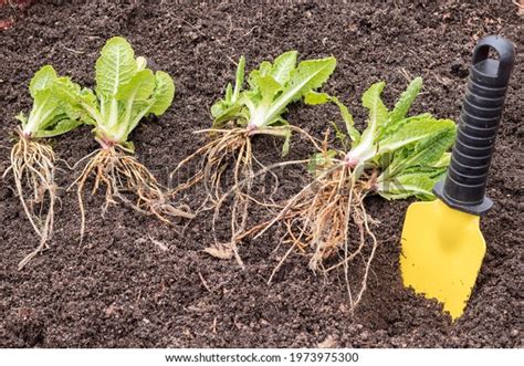 Root System Flower Seedlings Planting Ground Stock Photo 1973975300 Shutterstock