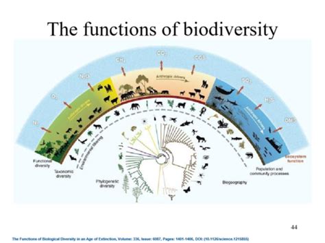 Topic 1 Biodiversity Flashcards Quizlet