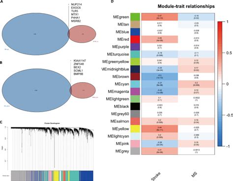 Integrated Single Cell Rna Sequencing And Mendelian Randomization For Ischemic Stroke And