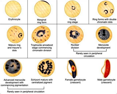 3 Plasmodium Vivax Morphological Forms Present In Blood Source