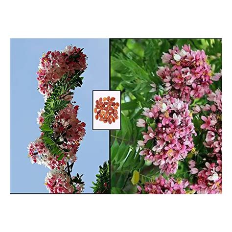 Cassia Javanica Rk Nursery And Seeds