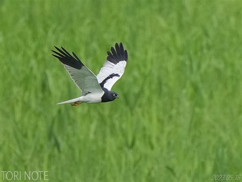草原を舞うマダラチュウヒ Tori Note 茨城の野鳥観察日誌