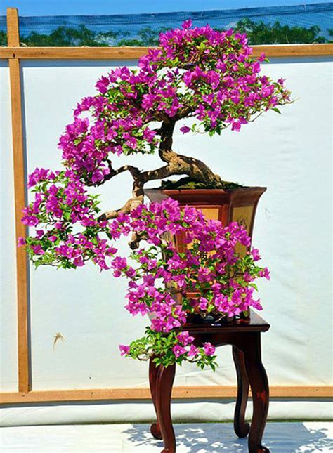 Bougainvillea Bonsai Singapore At Callum Fowler Blog