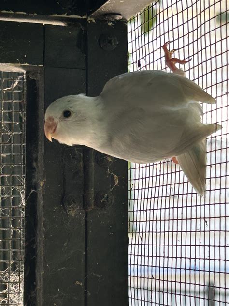 What Colour Sex Is This Young One Parrotlets Forum Talkparrotlets
