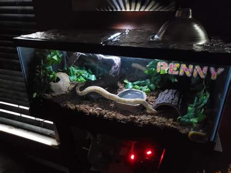 Is A 40 Gallon Tank Big Enough For An Adult Ball Python Ball Pythons