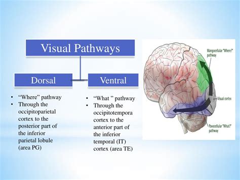 Ppt The Ventral Visual Pathway An Expanded Neural Framework For The Processing Of Object