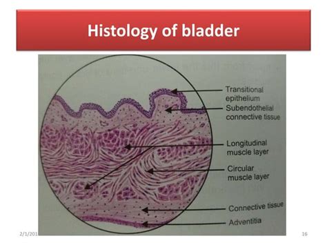 Urinary Bladder Anatomy Pptx