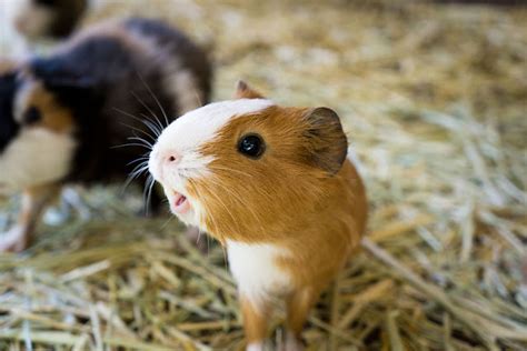 Qpapp 기니피그 종류