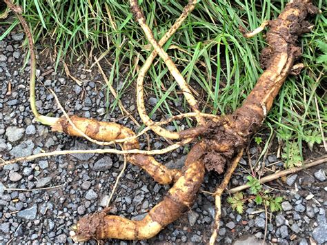 Cow Parsnip Roots Ups Cow Parsnip Roots Ups