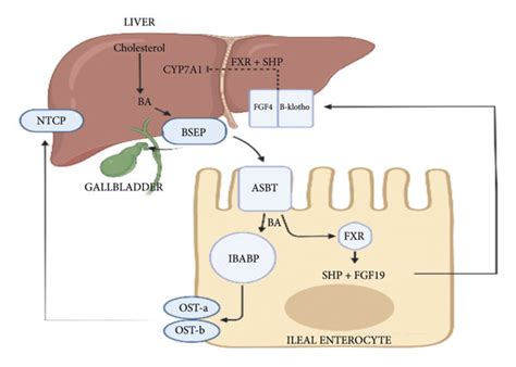 Bile Acid Signalling Within The Enterocyte Bile Acids Are Formed From