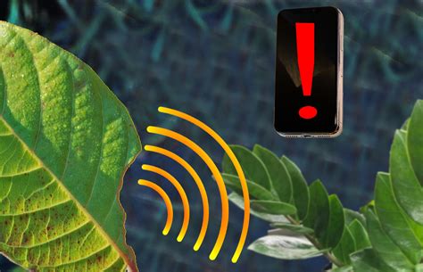 Nanosensor Can Alert A Smartphone When Plants Are Stressed Mit News