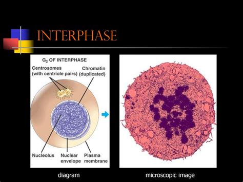 Cell Division Mitosis Ppt Download