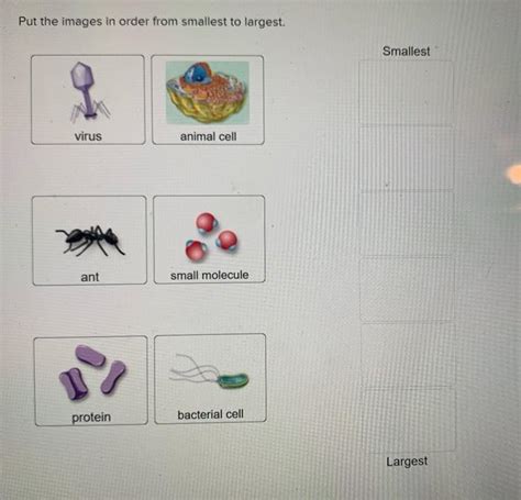 Solved Put The Images In Order From Smallest To Largest