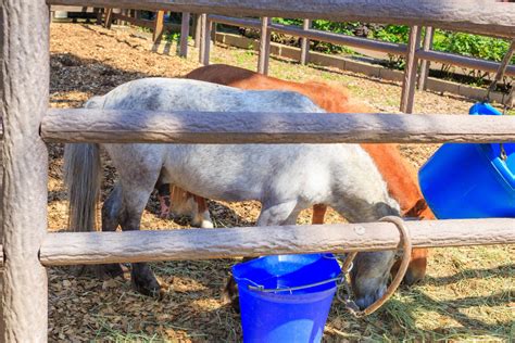 やわうま On Twitter ミニチュアホースかわいい〜♡って思ってたらちんちんボロンなのウケる