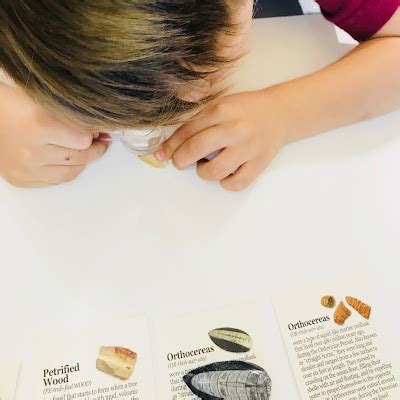 Being Great With Mrs Bates Fossil Sorting Activity Kit