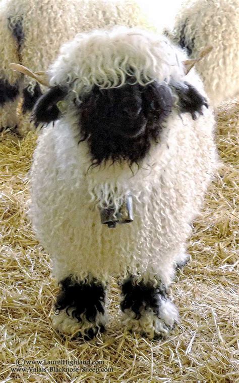 Laurel Highland Valais Blacknose Sheep ~ Home