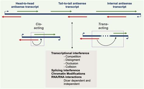 Non Coding Antisense Transcripts Fine Regulation Of Gene Expression In Cancer Computational