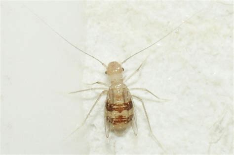 Psocoptera Insectduniyaentomology Wikipedia