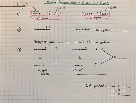 Biol 120 Cellular Respiration Citric Acid Cycle Diagram Quizlet