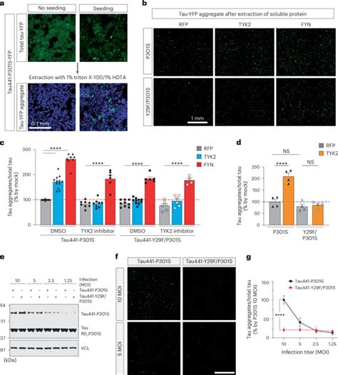 Tyk2 Regulates Tau Levels Phosphorylation And Aggregation In A Tauopathy Mouse Model Pmc