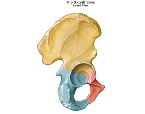 Right Hip Bone Lateral View Diagram Quizlet