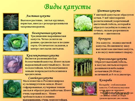 Презентация на тему: "Класс - двудольные. Семейство - крестоцветные ...