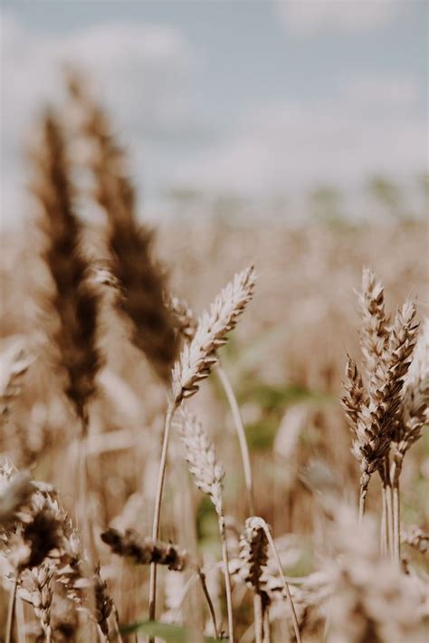 Поле пшениці