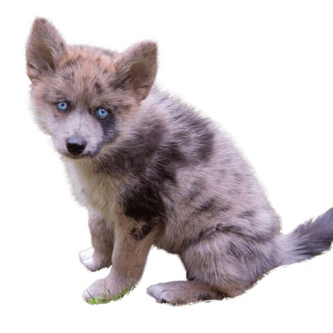 Blue Eyed Pomsky Adult